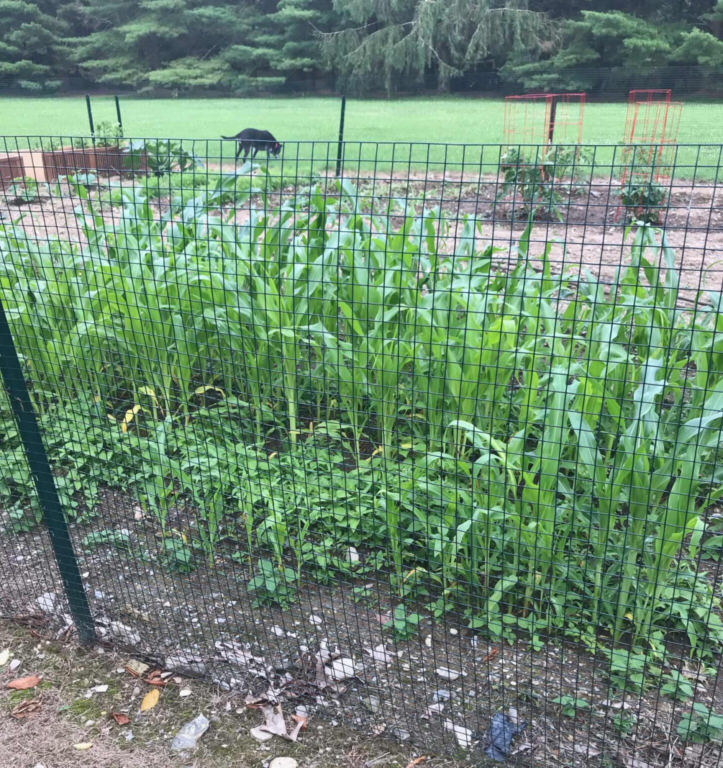 Vinyl Coated Welded Wire for Lawn & Garden Enclosures