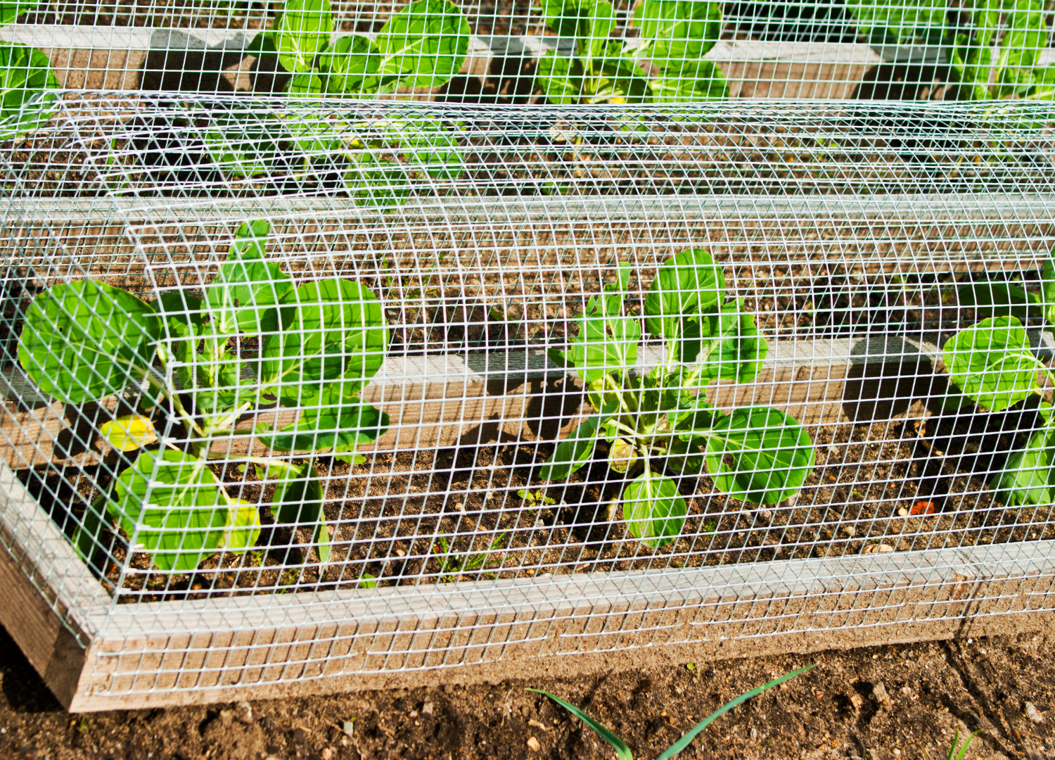 The Role of Wire Mesh in Gardening - Wire Cloth Man