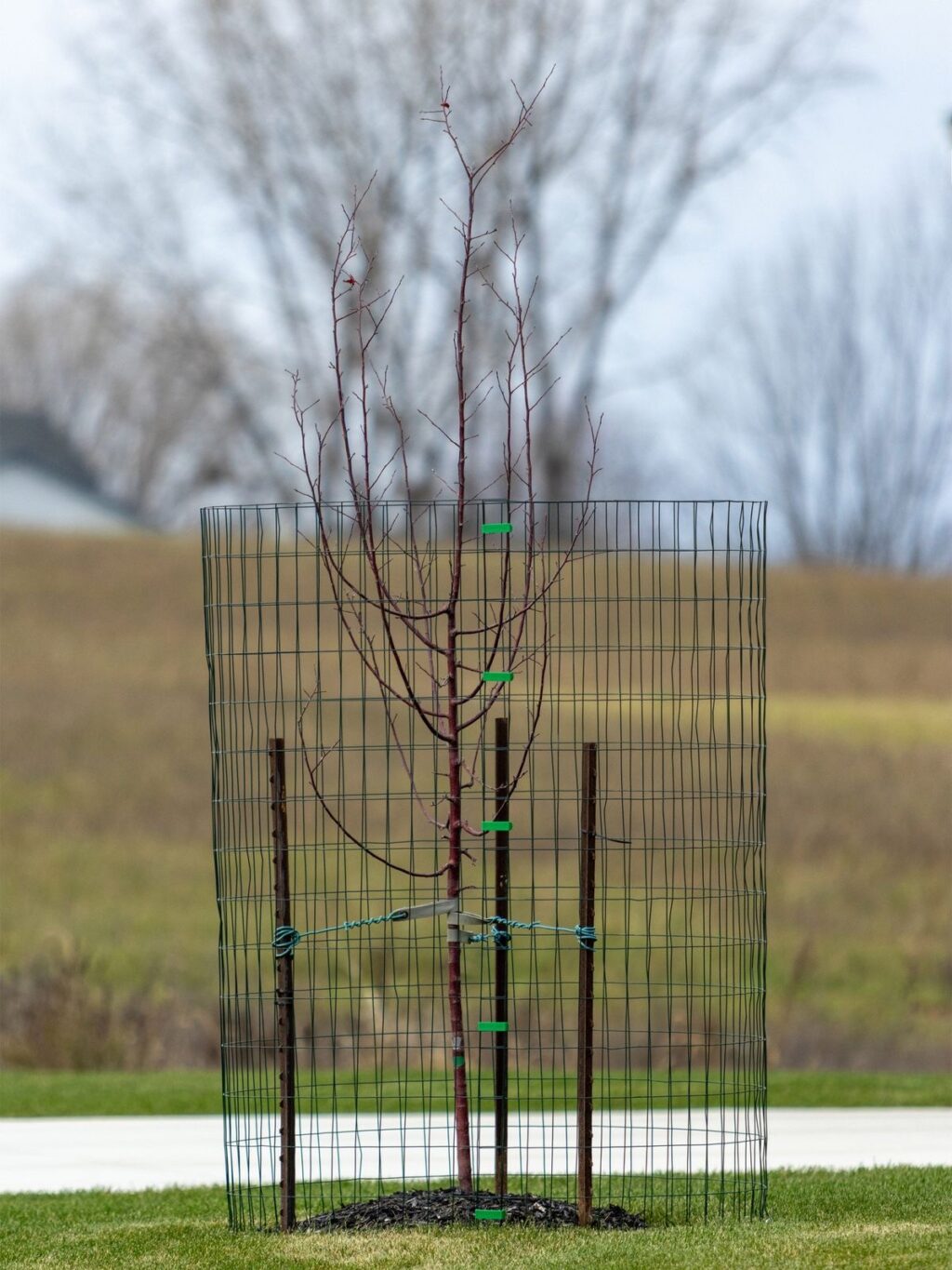 Using Wire Mesh for Effective Pest Control - Wire Cloth Man