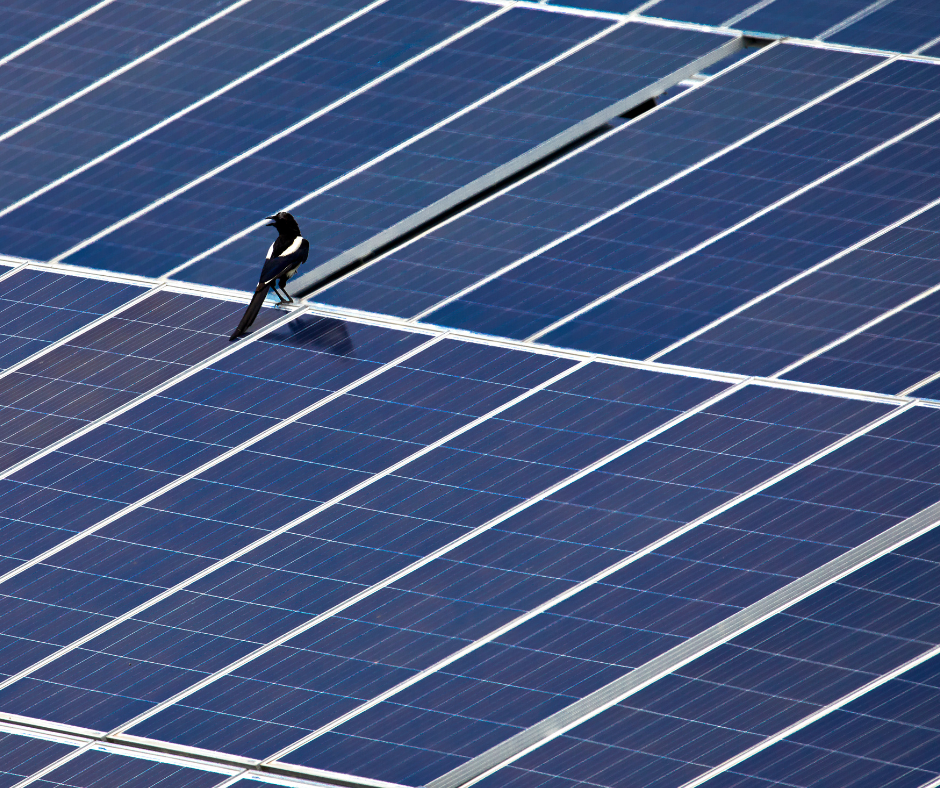 Safeguarding Solar Panels with PVC-Coated Wire Mesh | Wire Cloth Man ...